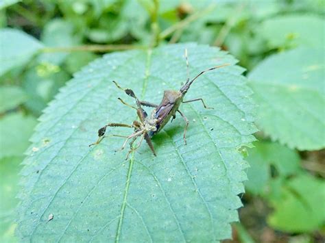 Leaf Footed Bug
