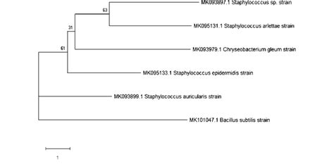 Phylogenetic Analysis Tree Prepared By Using Mega X Software Download Scientific Diagram
