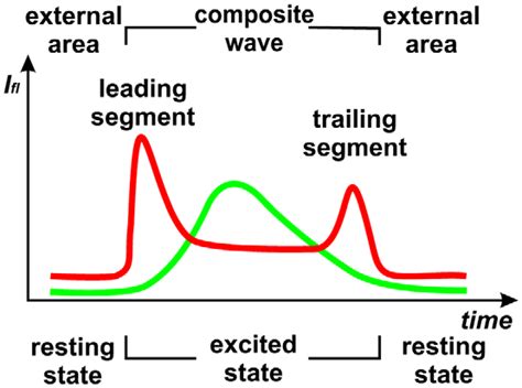 A Composite Wave Viewed As An Excited State Based On Fluorescence