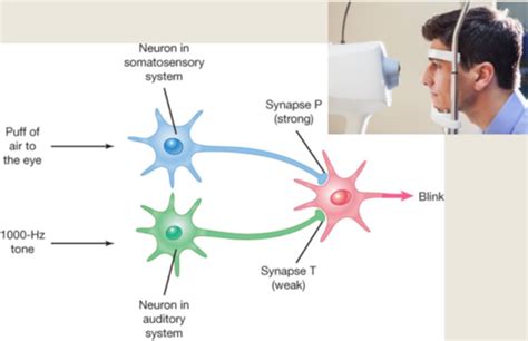 Learning Flashcards Quizlet