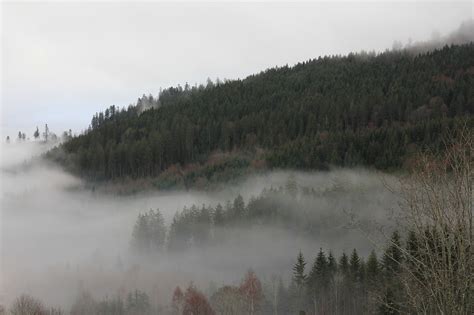 성 타격 안개 숲 Pixabay의 무료 사진