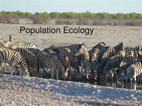 Ppt Population Ecology Powerpoint Presentation Free Download Id746072