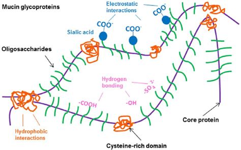 Schematic Structure Of Mucin Glycoproteins And Their Potentially Download Scientific Diagram