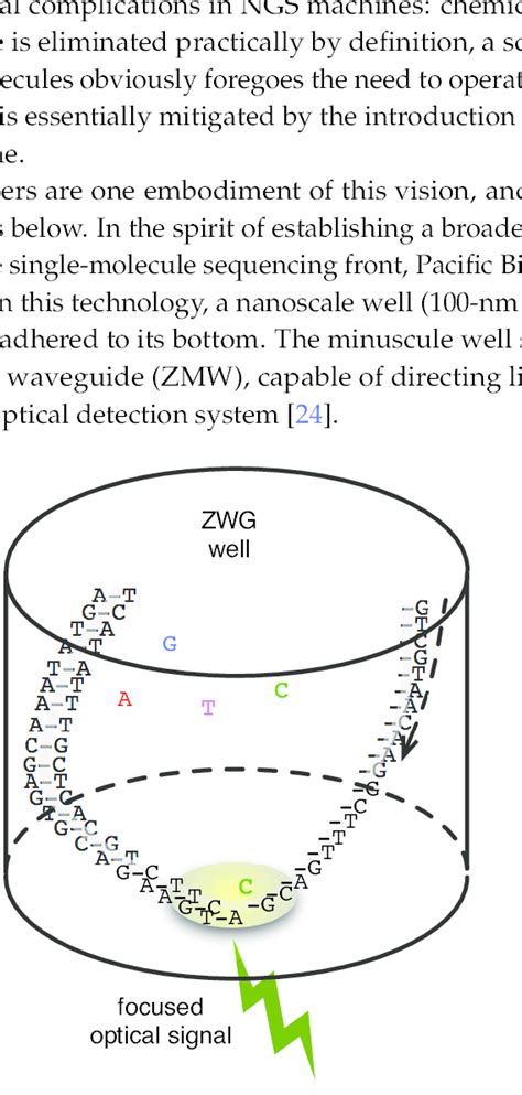 Strand Sequencing Confined To A Signal Focusing Zero Mode Wave Download Scientific Diagram