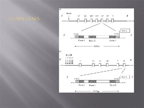 Molecular Basis Of Hemoglobin Disorders Dr Nabil Bashir