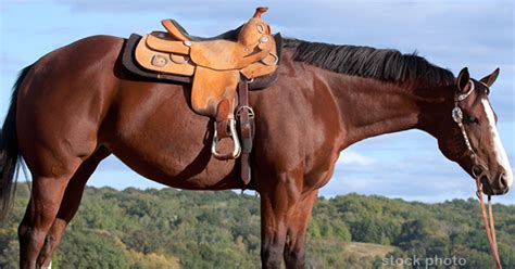 Saddle On Horse