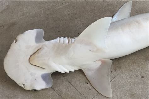 New Species Of Hammerhead Shark Discovered Focusing On Wildlife