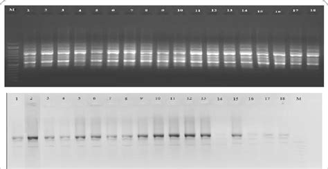 issr marker profiles of issr12h above and issr8h below primers m