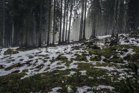 Free Images Landscape Tree Nature Forest Wilderness Snow Cold