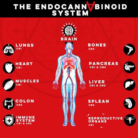 The Endocannabinoid System Ecs