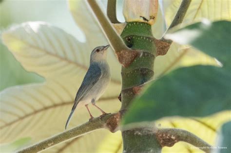 Figuinha Biofaces Bring Nature Closer