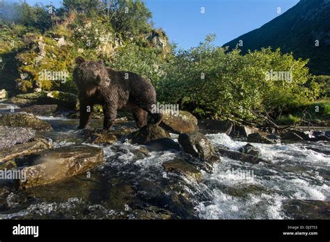 Usa Alaska Katmai National Park Coastal Brown Bear Ursus Arctos