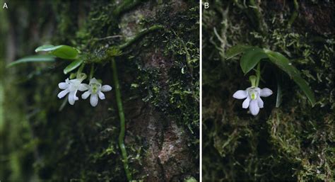 Angraecum Polyphemus A Plant In Habitat B Flower Face View Photos