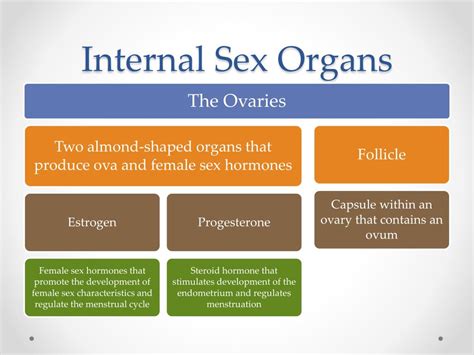 PPT Female Sexual Anatomy And Physiology PowerPoint Presentation Free Download ID 1898208