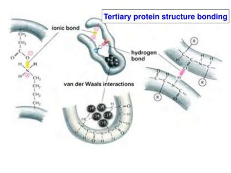Ppt Tertiary Structure Powerpoint Presentation Free Download Id
