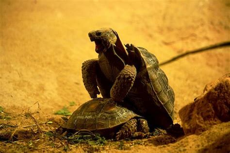 Turtle Sex Disrupts Air Travel Grist Turtle Sex Disrupts Air Travel Grist