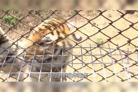 被宣布灭绝的动物都再次出现，那野生华南虎，什么时候会出现呢？华南虎时候动物