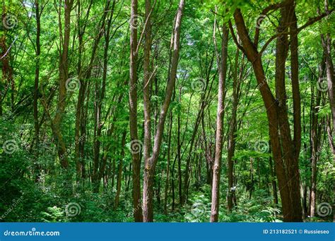 Acacia Forest Stock Image Image Of Park Acacia Nature 213182521