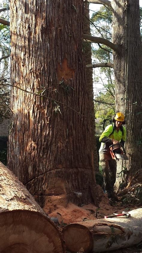 Tree Removal Sydney 0 Quote Priority Tree Services