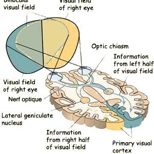 Location Of Visual Processing Areas In The Brain Taken By Kind Download Scientific Diagram