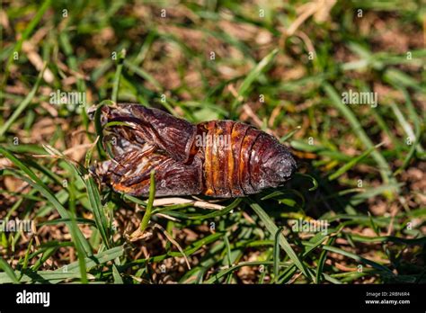 Chitin Arthropods