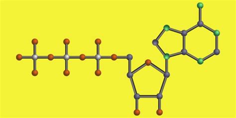 What Is A Difference Between Atp And Adp Molecules All Difference