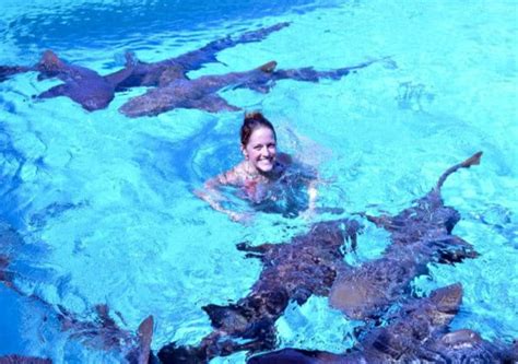 Swimming With Nurse Sharks At Compass Cay Exumas Bahamas • Jessie On