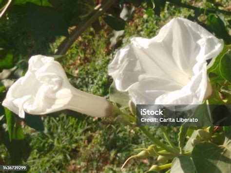 하얀 아침 영광의 꽃 융합 된 꽃잎 화관 연장 여백은 때때로 주름이 잡히고 꽃이 거의 피지 않는 노송 나무 트럼펫 모양 깔때기 모양으로 가지 끝에 모여 있습니다 0명에 대한