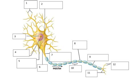 Neuron Diagram Quizlet