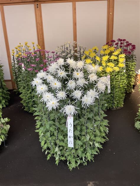 이세돌과 스텔라이브 그리고 리액트 코리아의 미래 버튜버 에펨코리아