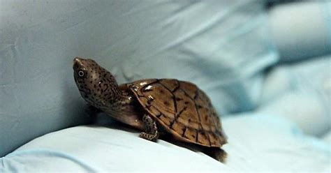 The Local Aquarium Saved Six Wood Blandings And Loggerhead Musk