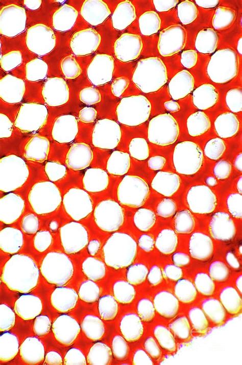 Collenchyma Plant Cells Photograph By Dr Keith Wheeler Science Photo Library Fine Art America