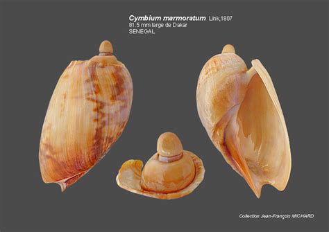 Volutidae Cymbiinae Cymbiini Cymbium Du Sénégal La Planche