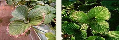 딸기 영양장해 중 마그네슘 Mg 에 관해 네이버 블로그