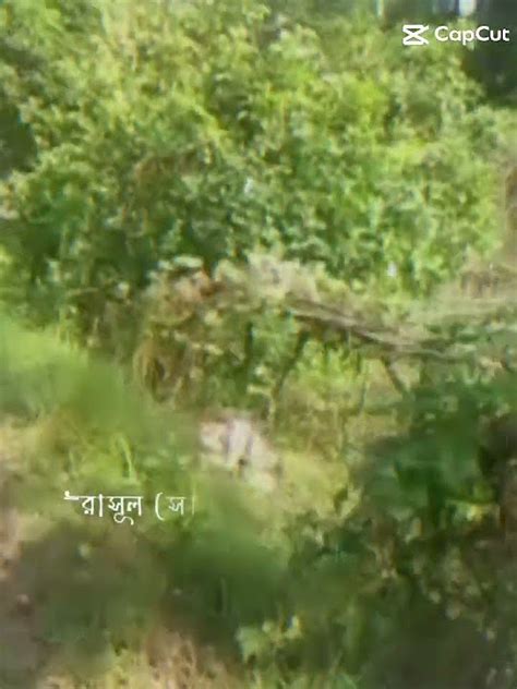 মিথ্যাবাদী হওয়ার জন্য এতটুকুই যথেষ্ট যাচাই বাছাই না করেই কোন কিছু বলা