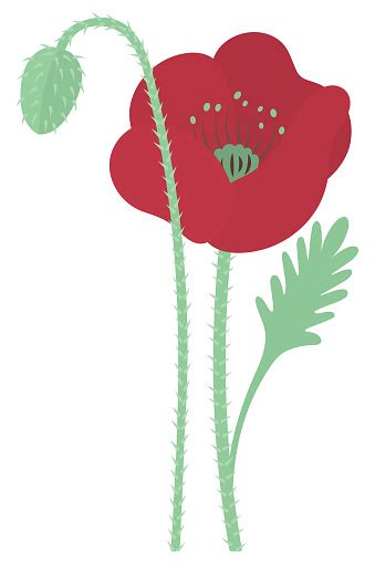 양귀비 꽃이 만발합니다 양귀비 새싹 주홍색 꽃잎 컬러 벡터 일러스트레이션 녹색 잎으로 심습니다 식물의 줄기는 뻔뻔합니다 고립 된 배경 0명에 대한 스톡 벡터 아트 및 기타