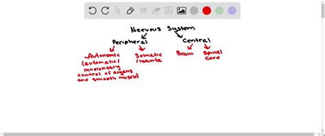 Solved Which Branch Of The Autonomic Nervous System Has Longer Preganglionic Neurons