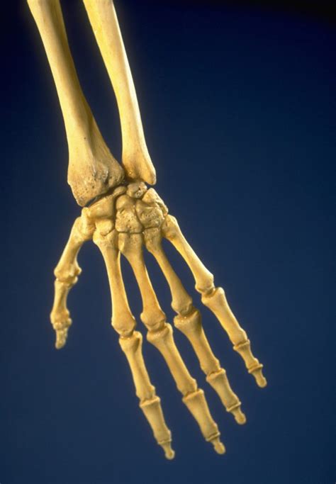 Человеческая рука анатомия скелета —