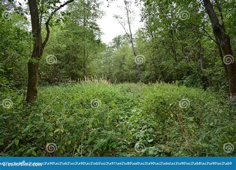 Picturesque Woodland Deciduous And Coniferous Trees Stock Image Image Of Deciduous Field