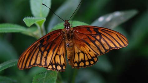 Guided Practice To Embrace Vulnerability Mindfulness For Overcoming Fear Of Vulnerability