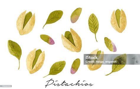 수채화 피스타치오세트와 나뭇잎이 흰색 배경에 고립되어 있습니다 0명에 대한 스톡 벡터 아트 및 기타 이미지 0명 개체 그룹 건강한 생활방식 Istock
