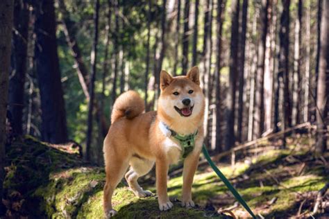柴犬到处撒尿是病态？尿频竟然可能是喜讯？ 哔哩哔哩