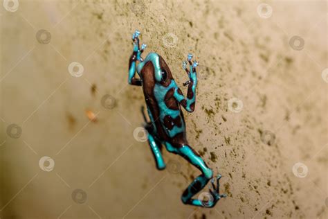 ядовитая лягушка дротик в террариуме крупный план макрос Ozero российский фотосток