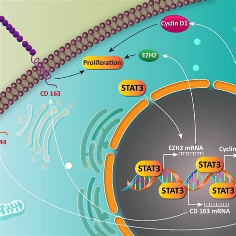 Stat3 Signaling Pathway As An Oncogene Factor In Gc Cells Download Scientific Diagram