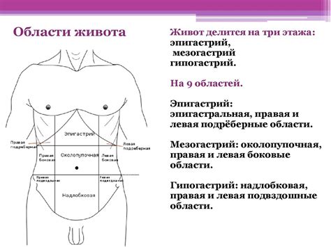 Исследование органов брюшной полости и почек Online Presentation