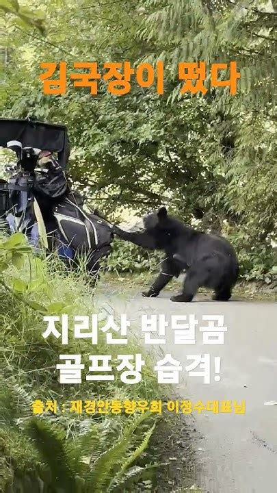 쇼킹 지리산 반달곰 골프장 습격 Shorts Kimsanghantv Bear 반달곰 야생 방사 절대접근금지 Youtube