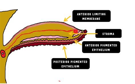 Anatomy Of Iris Topography And Layers Of Iris Insight Ophthalmology