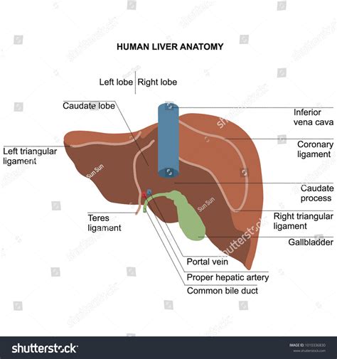 Liver Body Diagram Labeled
