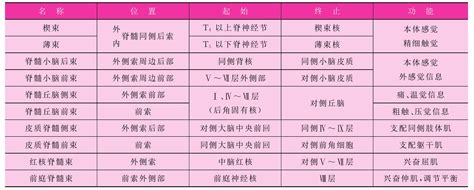 三、脊髓的内部结构 人体解剖学