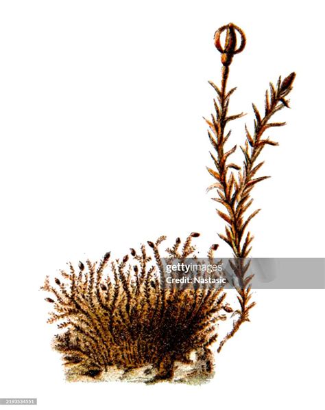 Andreaea Rupestris Is A Species Of Moss In The Class Andreaeopsida Are